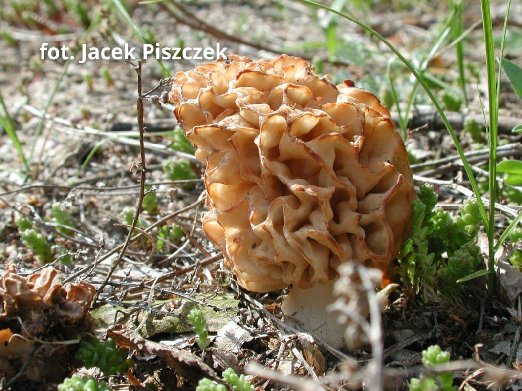 Te grzyby można zbierać wczesną wiosną - sprawdź jakie!