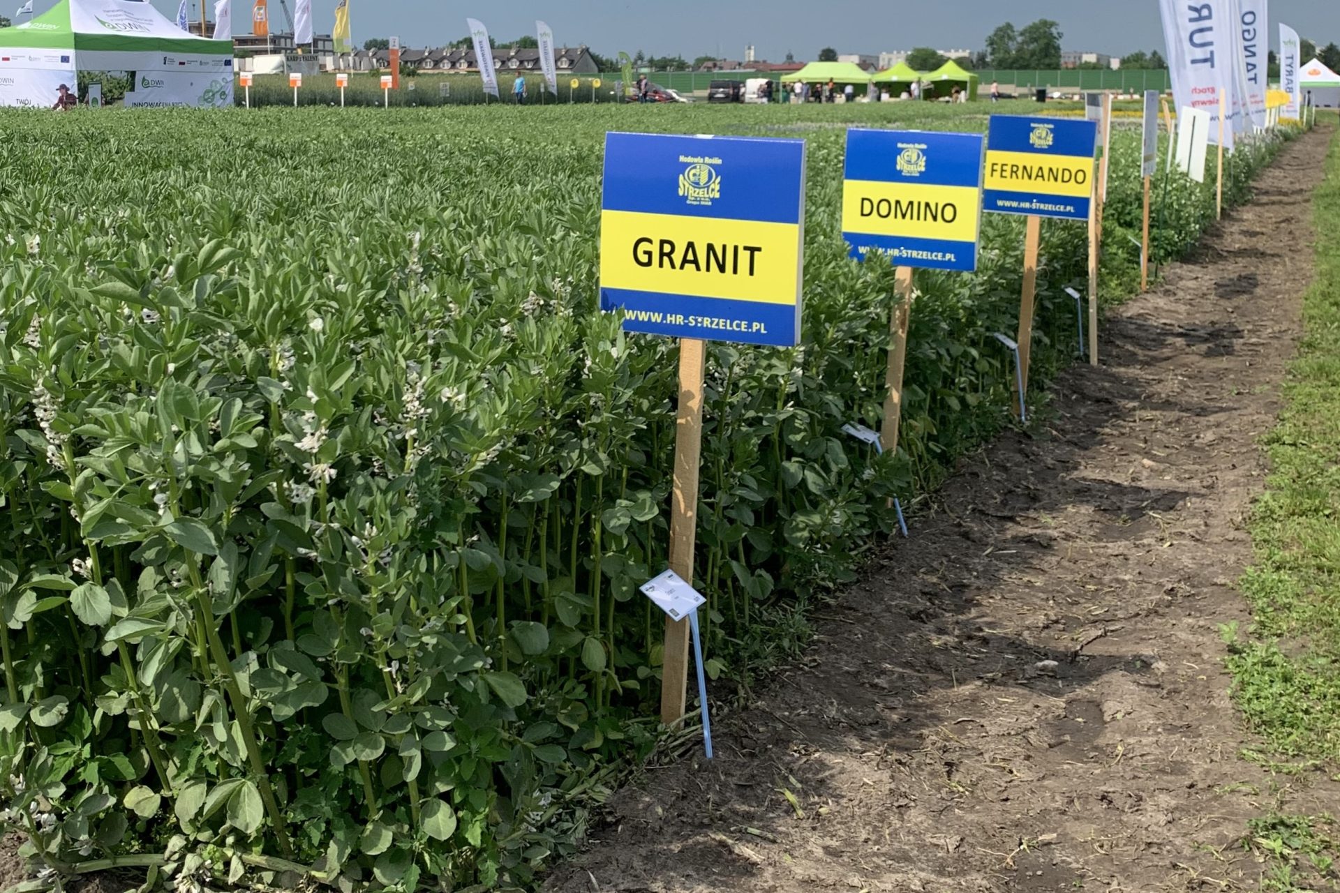 Bobik - uprawa, siew, nawożenie i odmiany - Aktualności Rolnicze ...