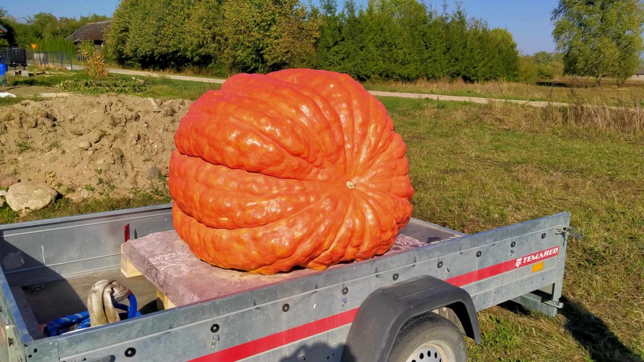 Gigantyczne dynie z Podlasia! Ile ważyła największa dynia ...
