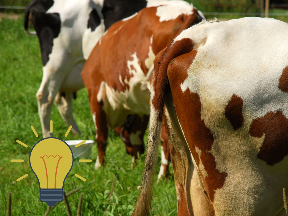 Hodowla bydła jest niezbędna – spojrzenie na szerszy kontekst ...