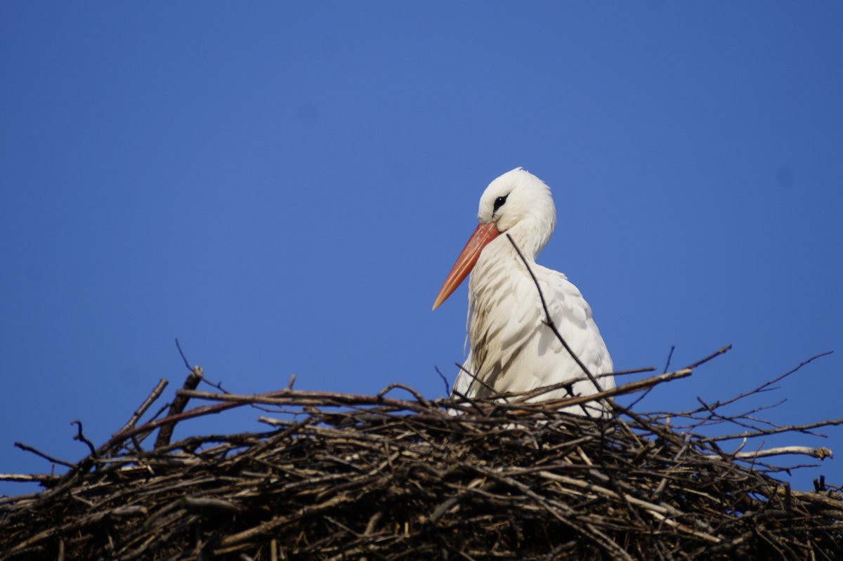 Do Polski przyleciał pierwszy bocian! - Aktualności Rolnicze | Agroprofil